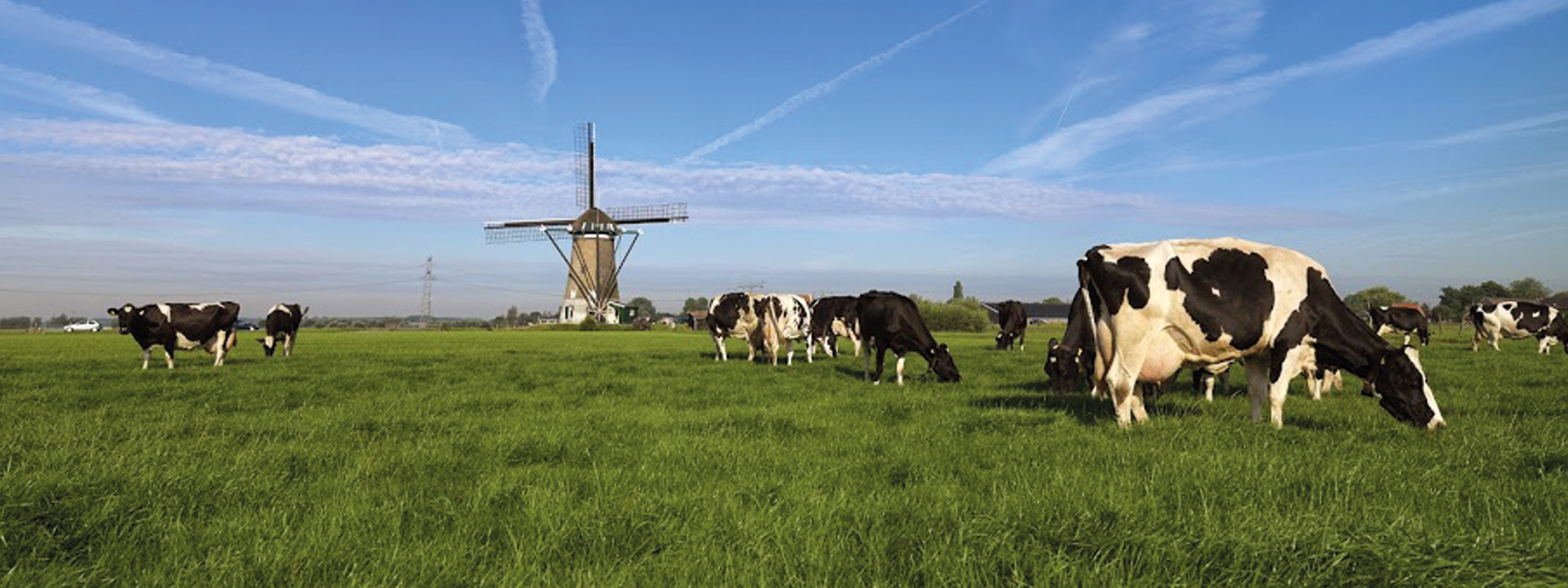 Weidegang - Duurzame Zuivelketen