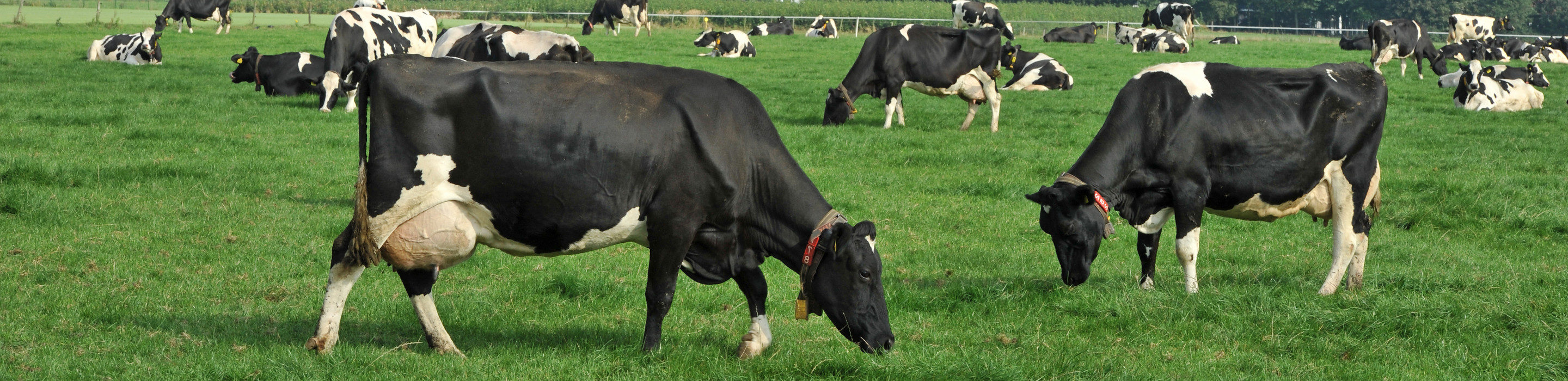 Eerste koeien ronden experiment 'Lactatie op Maat' af - Duurzame ...